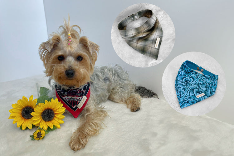 Pet Addict Store - Дрехи и аксесоари за домашни любимци – PetAddictStore